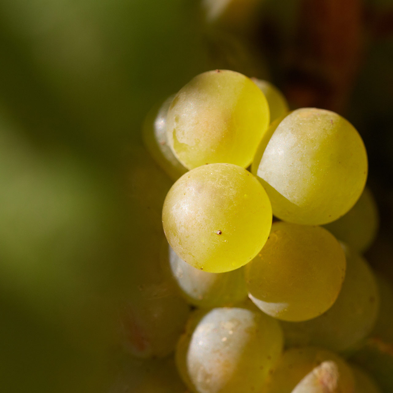 Nos offres – Olivier Leflaive Hôtel Restaurant